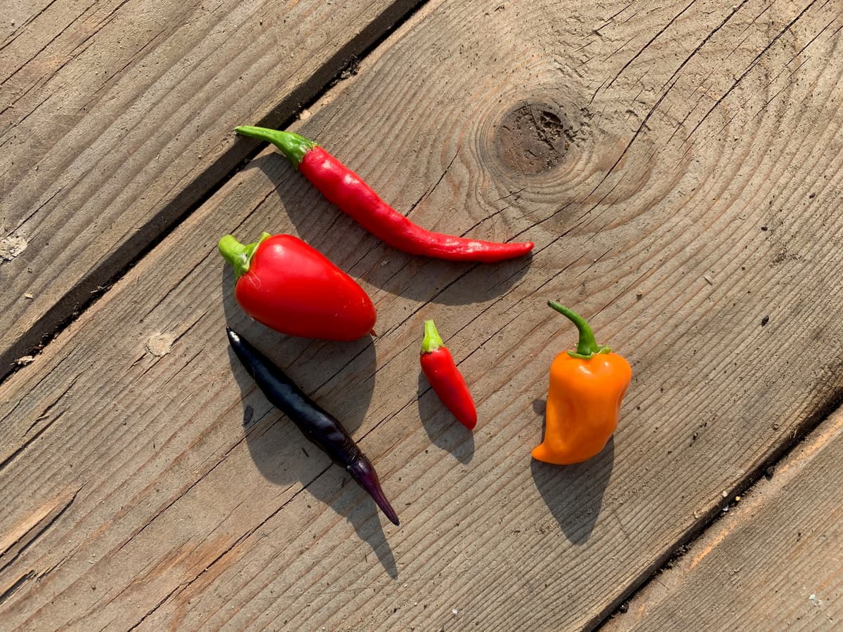 Shop local food | OrganicLea - Waltham Forest